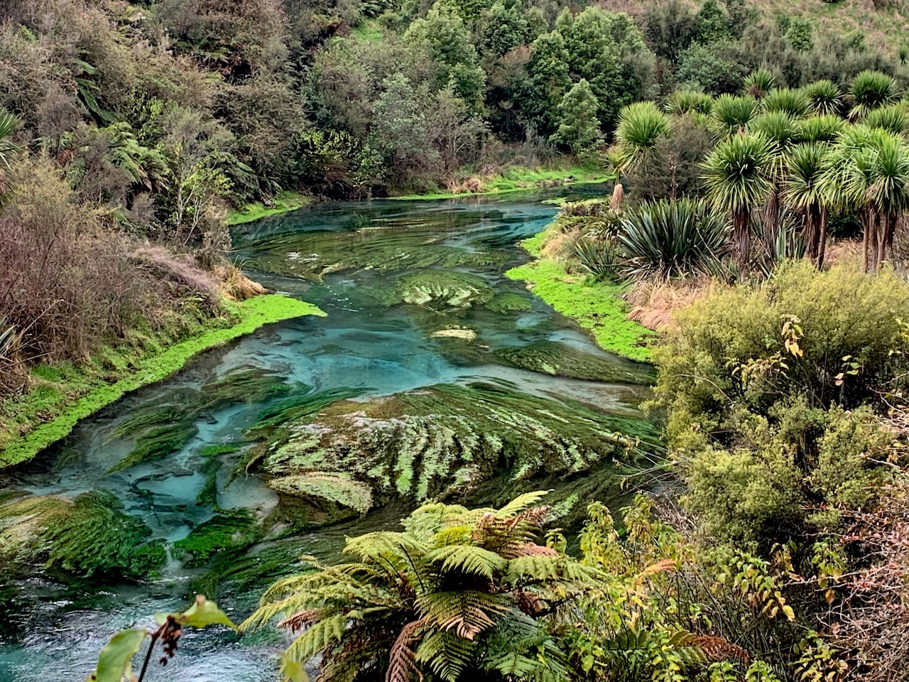 Waikato: Putāruru Blue Springs, Green Trees – Travel Broadly – Marlene ...